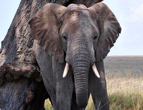 Safari i Tanzania og Zanzibar - Rejse med safari og badeferie i ét