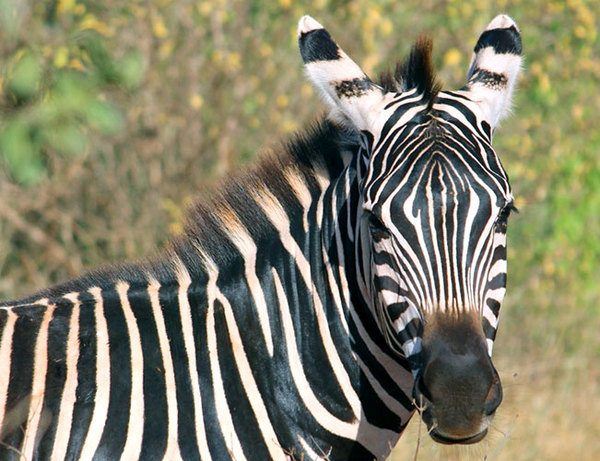 Safari i Tanzania og Zanzibar - Rejse med safari og badeferie i ét