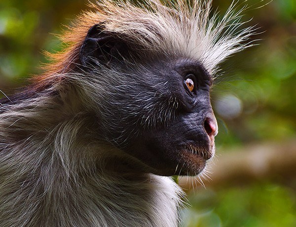 Safari i Tanzania og Zanzibar - Rejse med safari og badeferie i ét